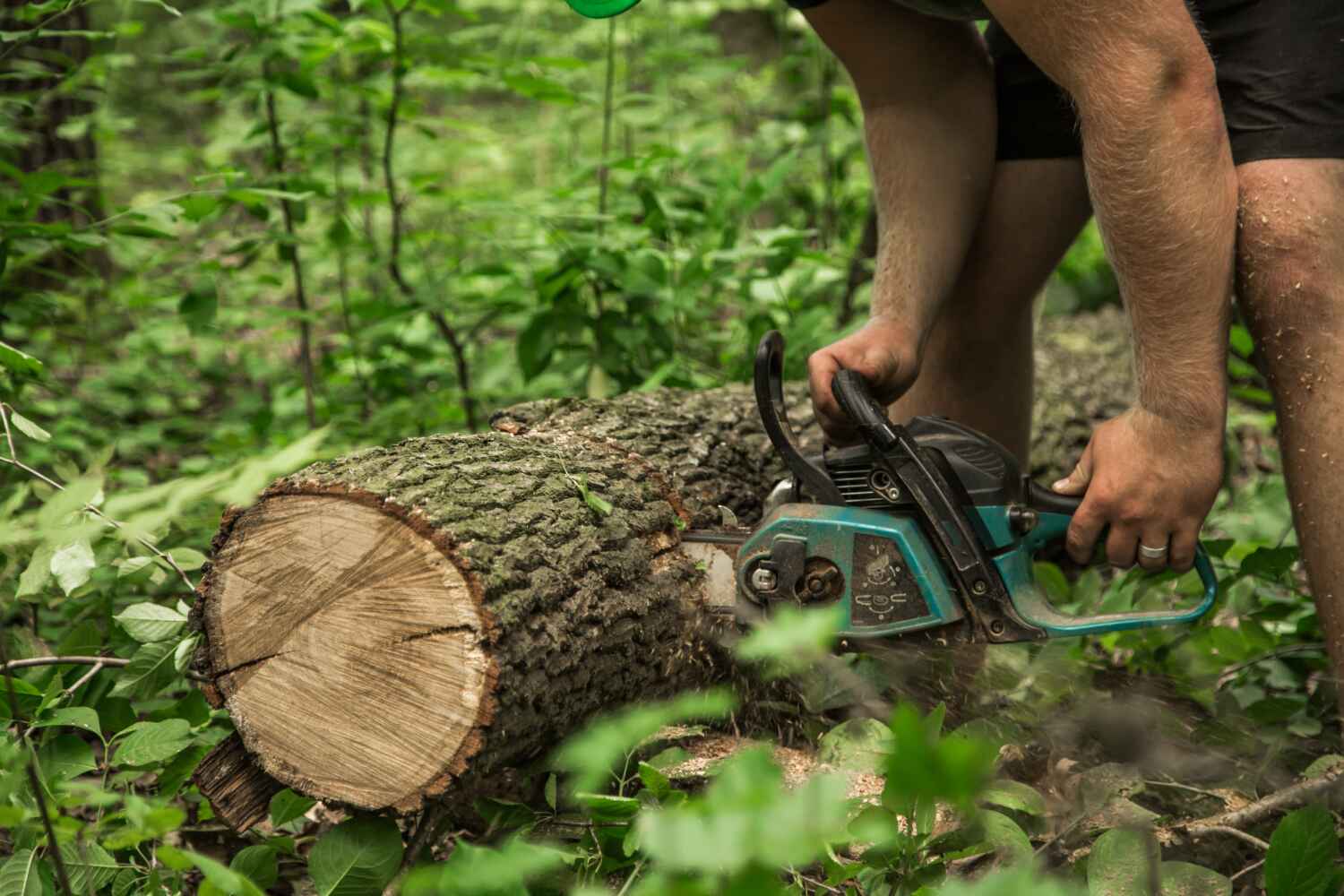 Professional Tree Trimming and Tree Removal in Newville, PA | Morris ...