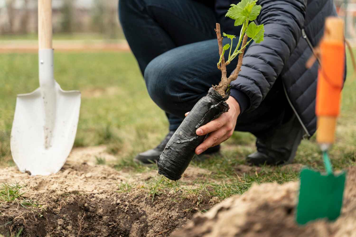 Your Tree Removal Experts in Cheyenne, WY | Morris family Tree Service ...